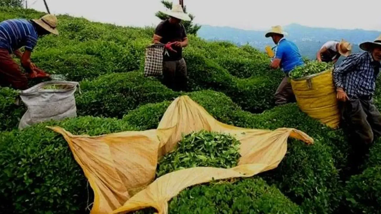 Çitçi Kayıt Sistemi 2026 yılı müracaatları başladı - Rize Haber